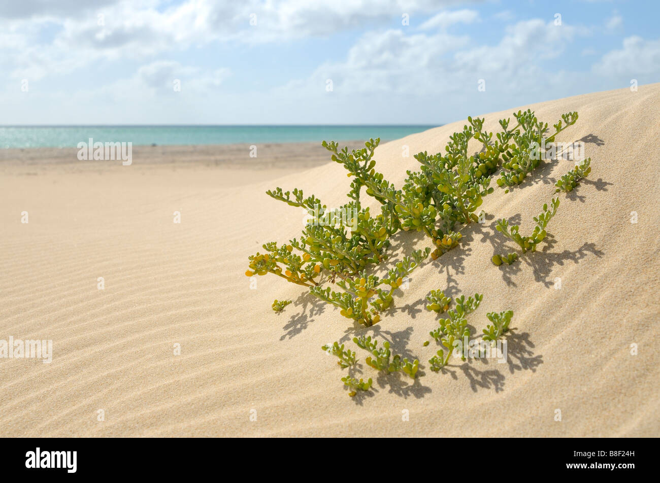 Anlage und Sand, Strand Praia de Carlota, Boa Vista Island, Republik ...