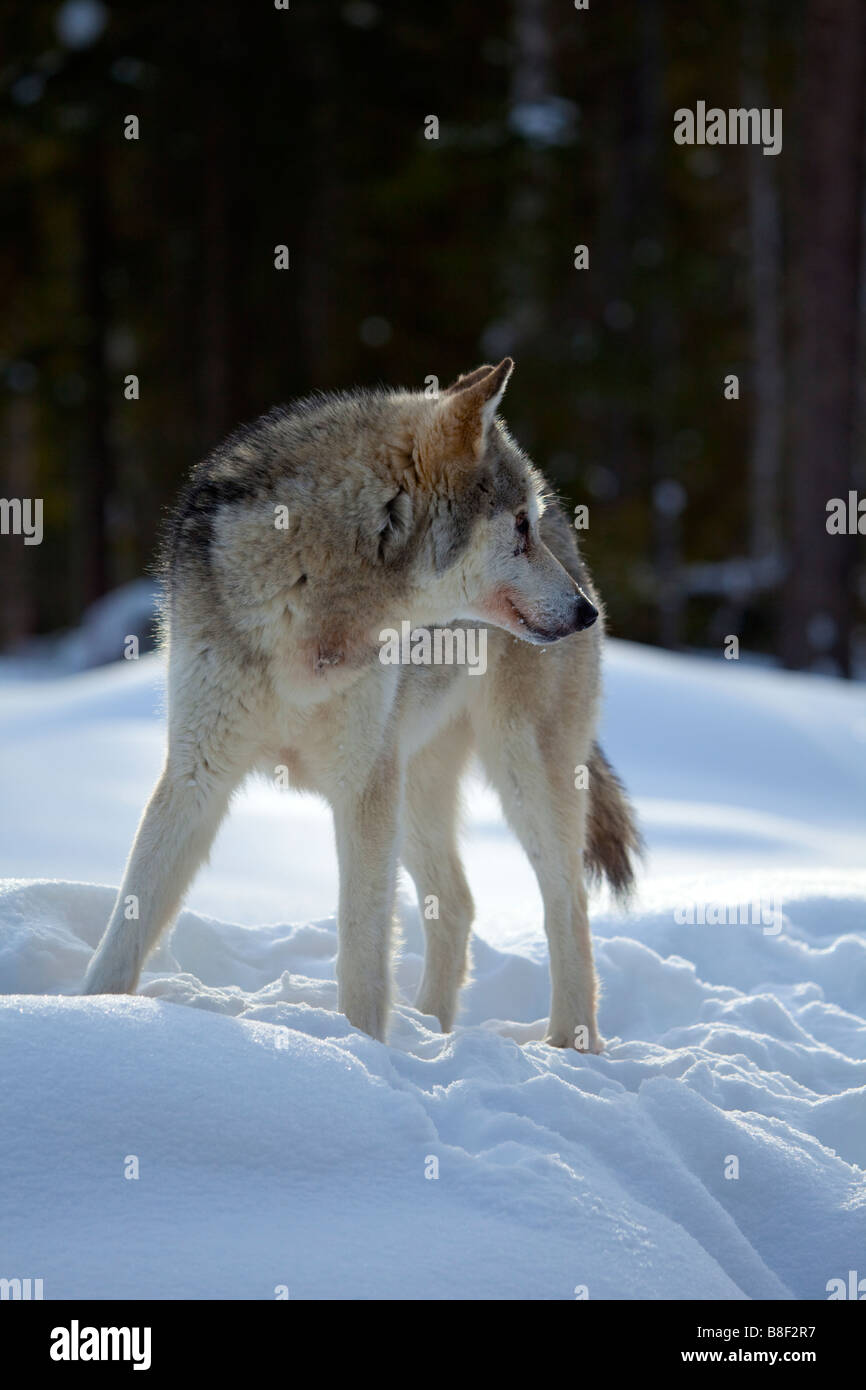 Wolf sniffing -Fotos und -Bildmaterial in hoher Auflösung – Alamy