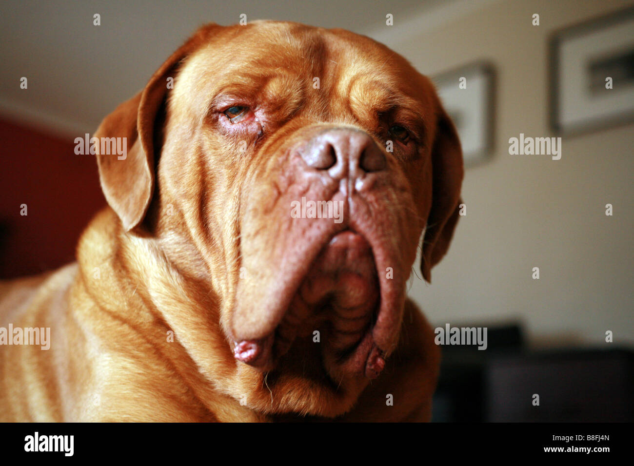 Französischer mastiff oder bordeauxdog -Fotos und -Bildmaterial in ...