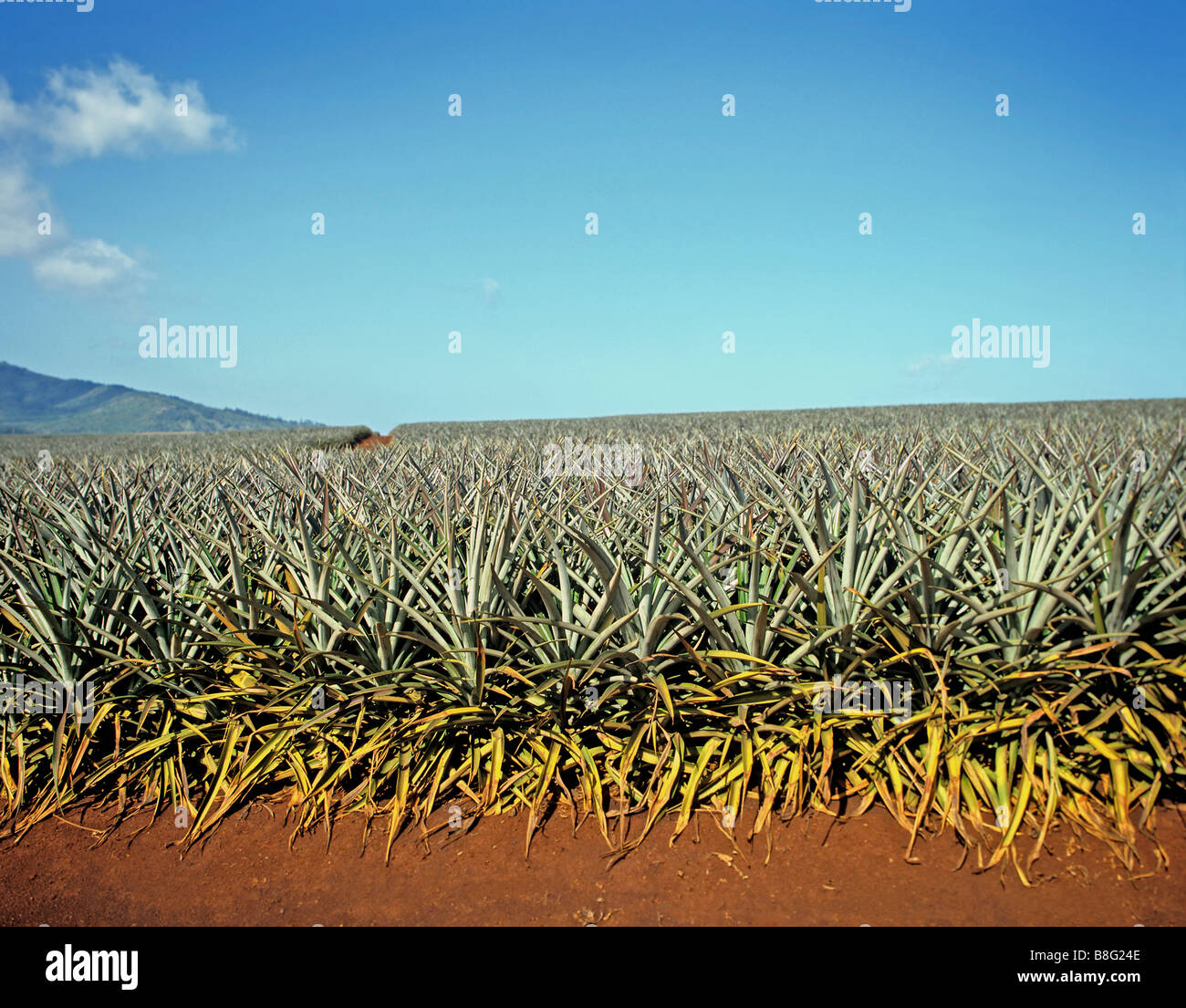 Hawaiian Pineapple Plantation Stockfotos und -bilder Kaufen - Alamy