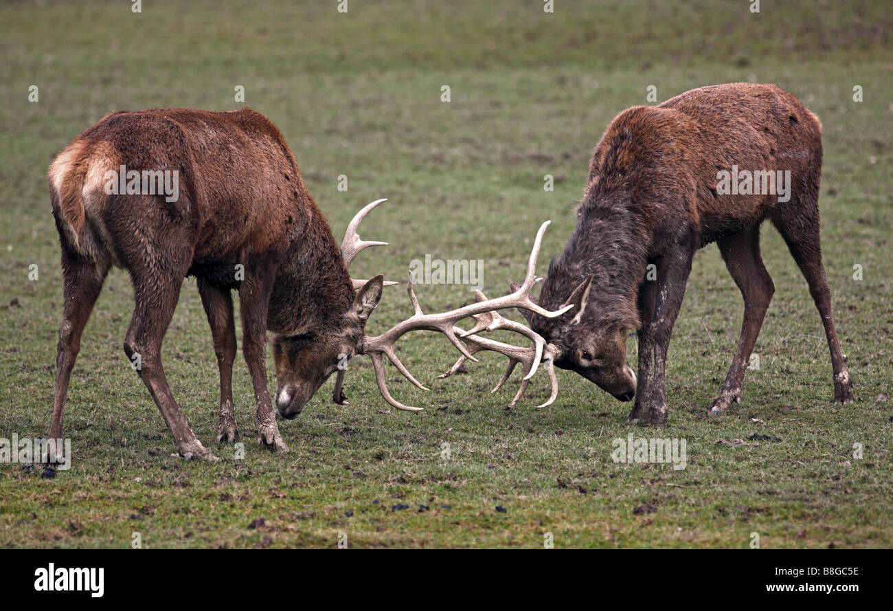Uk hirsche -Fotos und -Bildmaterial in hoher Auflösung – Alamy