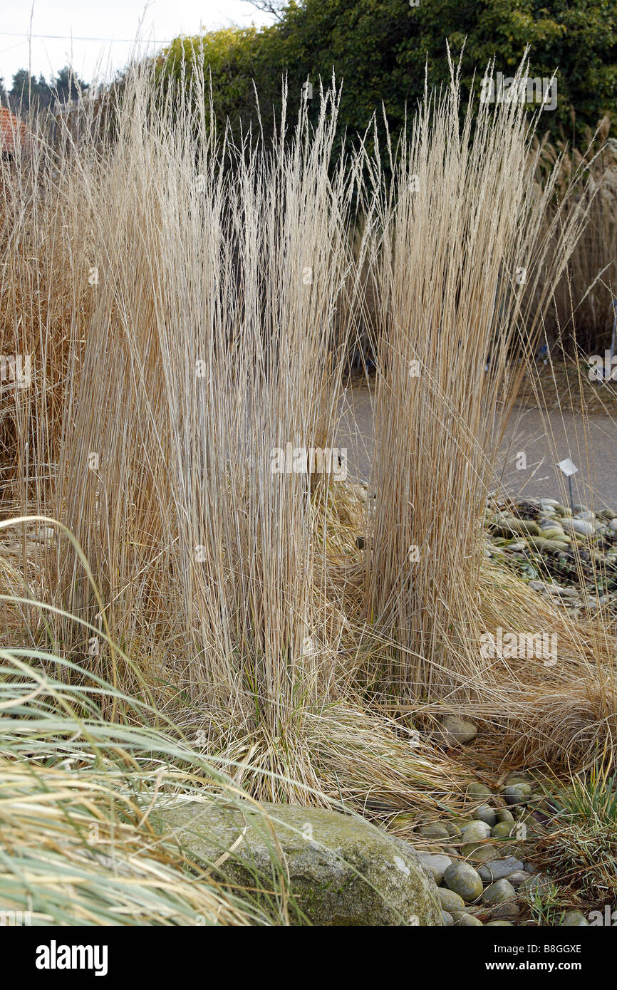 Karl foerster gras -Fotos und -Bildmaterial in hoher Auflösung – Alamy
