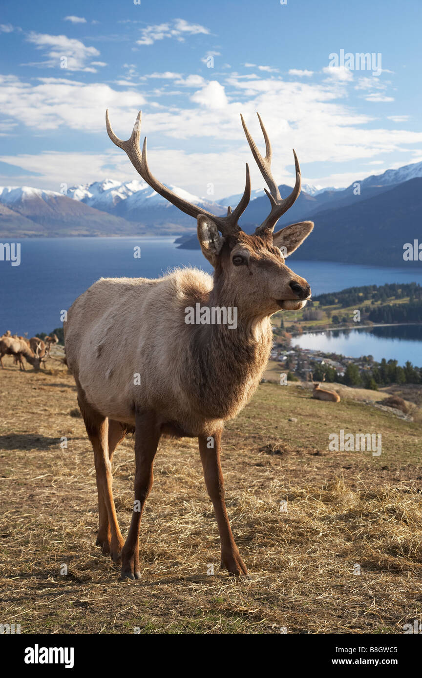 Rotwild bauernhof neuseeland -Fotos und -Bildmaterial in hoher ...