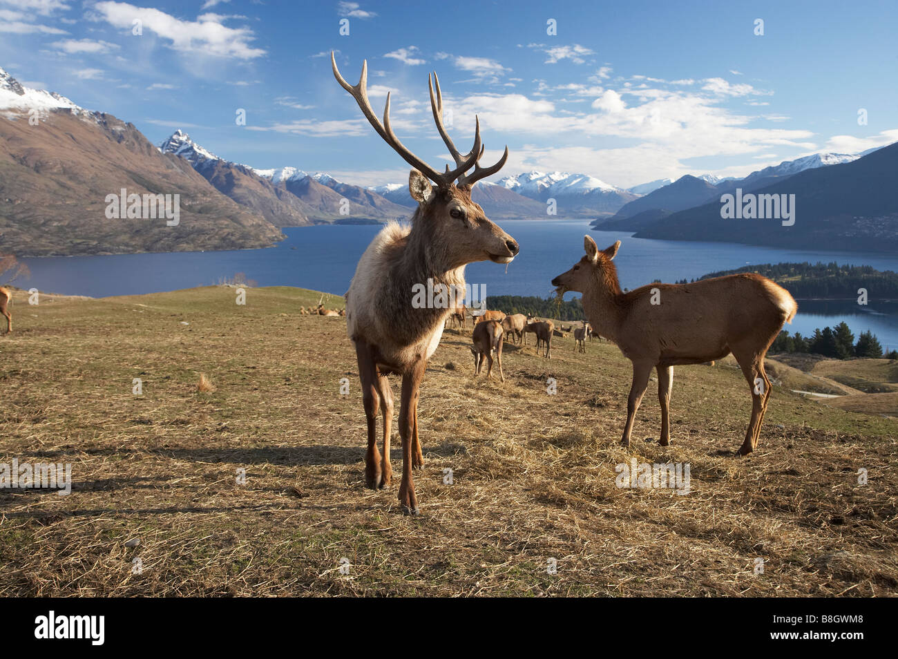 Rotwild bauernhof neuseeland -Fotos und -Bildmaterial in hoher ...