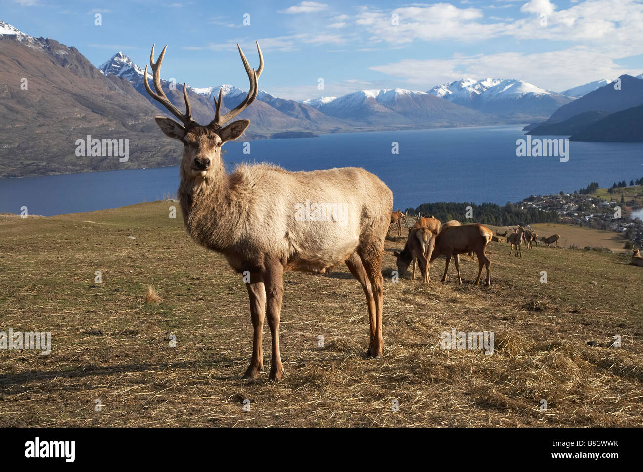 Rotwild bauernhof neuseeland -Fotos und -Bildmaterial in hoher ...