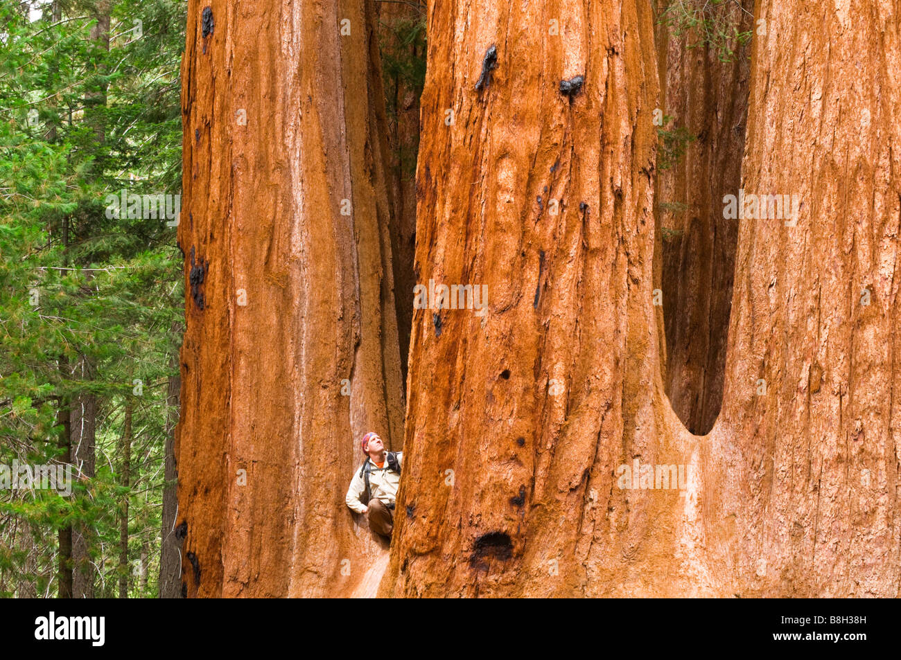 Giant Sequoias Sequoiadendron Giganteum und Wanderer Trail of 100 Riesen Giant Sequoia National ...