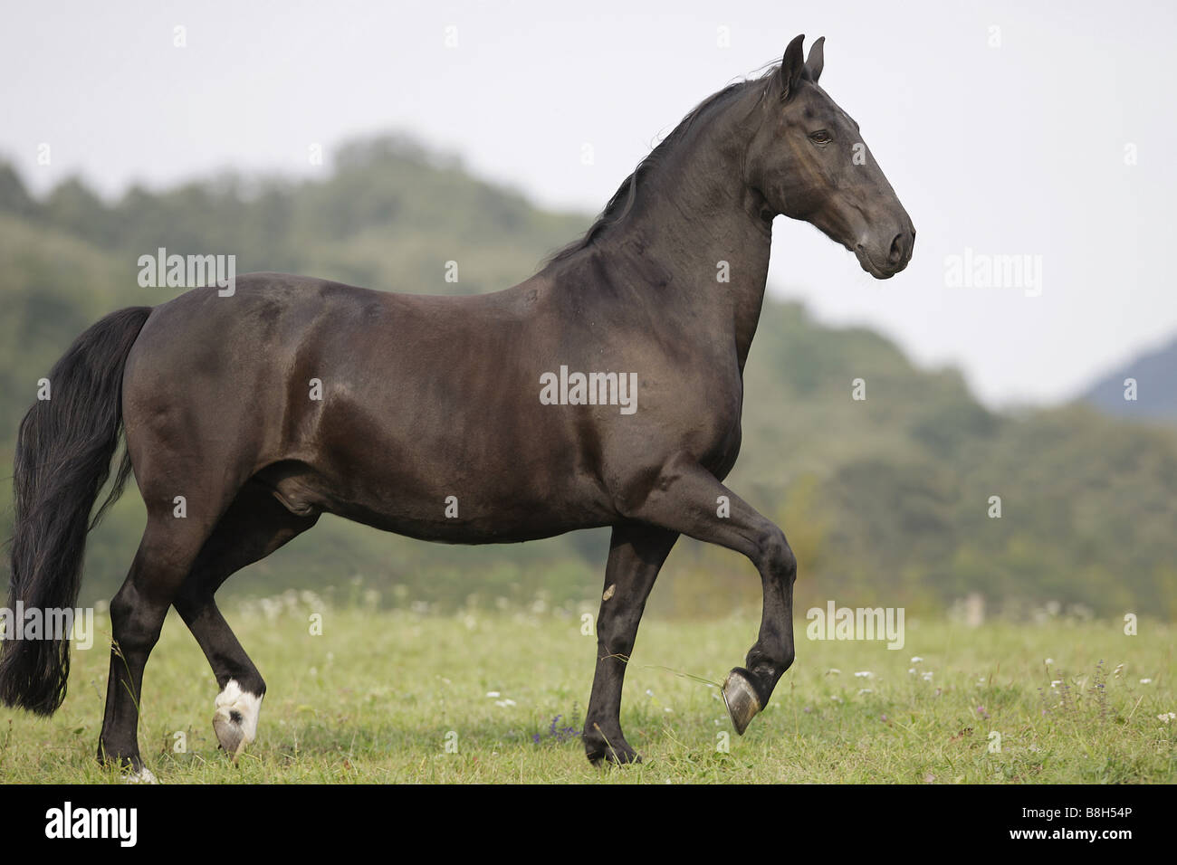 Kladruber horse -Fotos und -Bildmaterial in hoher Auflösung – Alamy