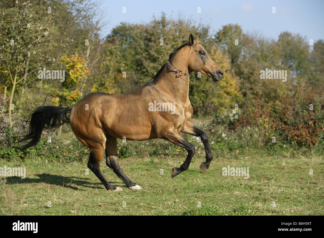 Akhal tekkiner horse -Fotos und -Bildmaterial in hoher Auflösung – Alamy