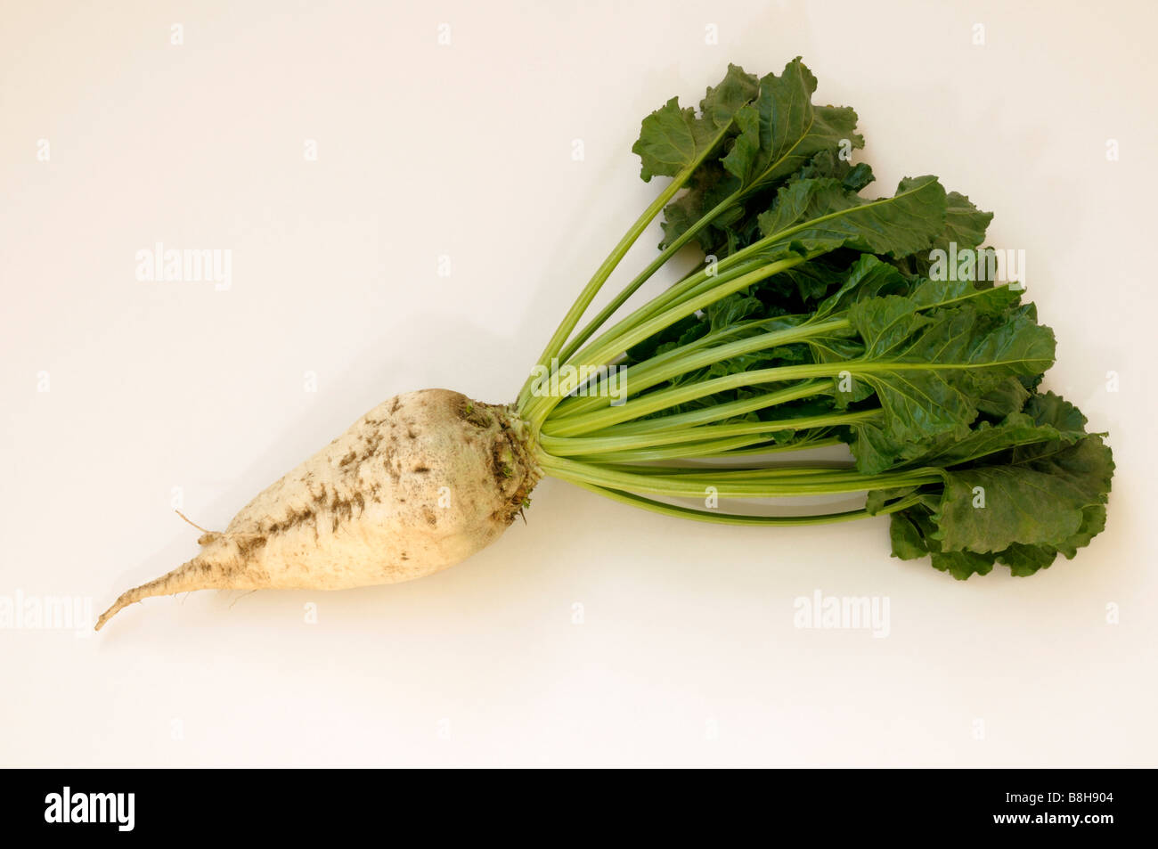 Zuckerrübe (Beta Vulgaris Subspecies Vulgaris var. Altissima ...