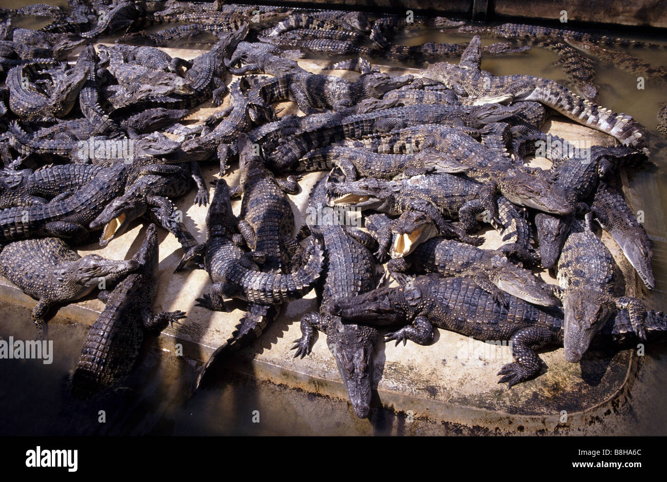 Krokodil-Farm von Crocodylus Siamensis, siamesische Krokodil in Bangkok ...