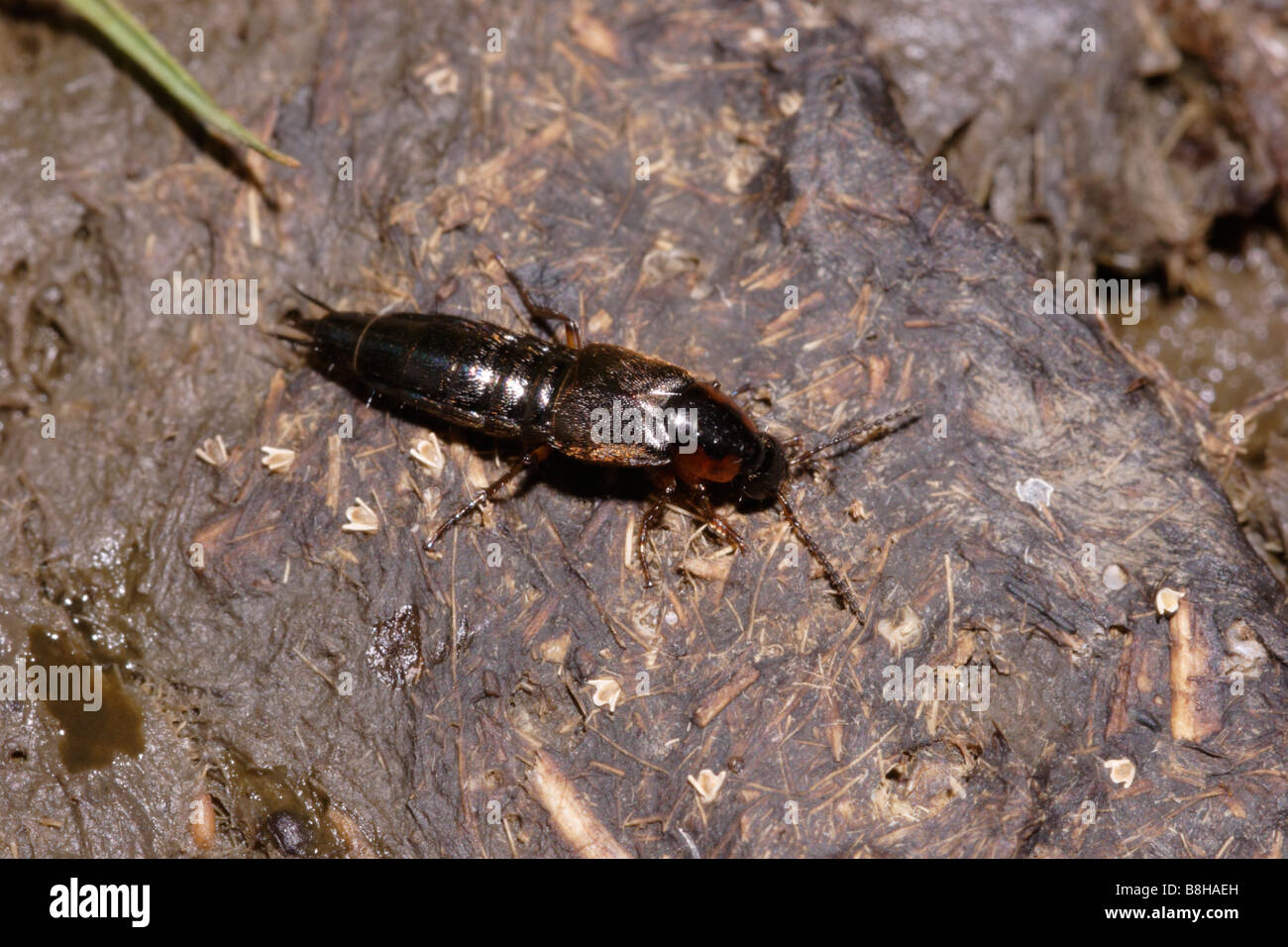 Rove Käfer Cilien Silphoides Staphylinidae auf eine Kuh pat UK ...