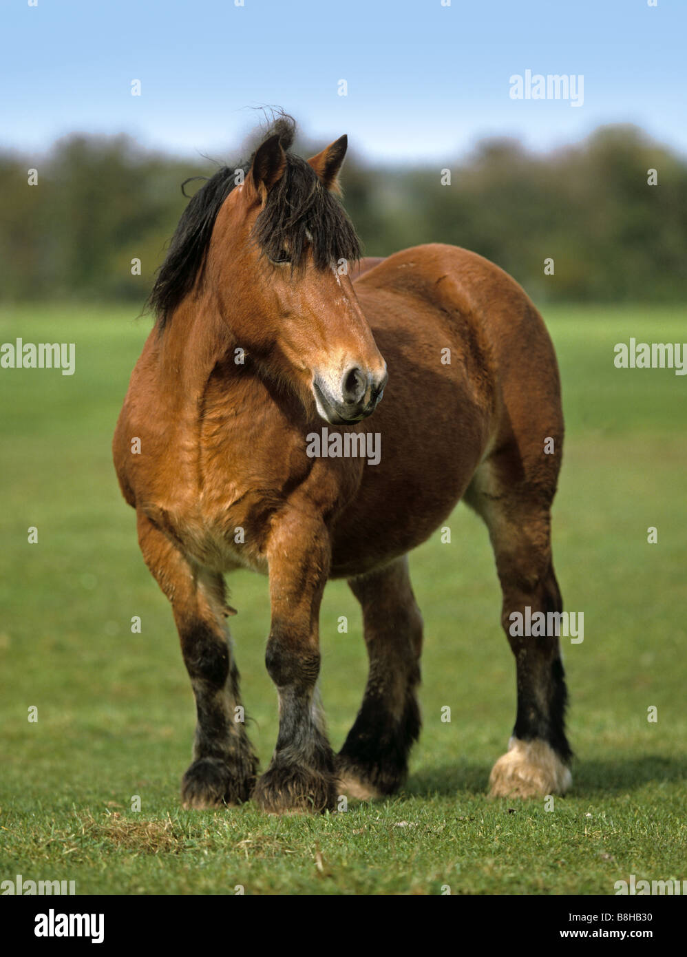 Ardennen-Pferd - stehend auf Wiese Stockfotografie - Alamy