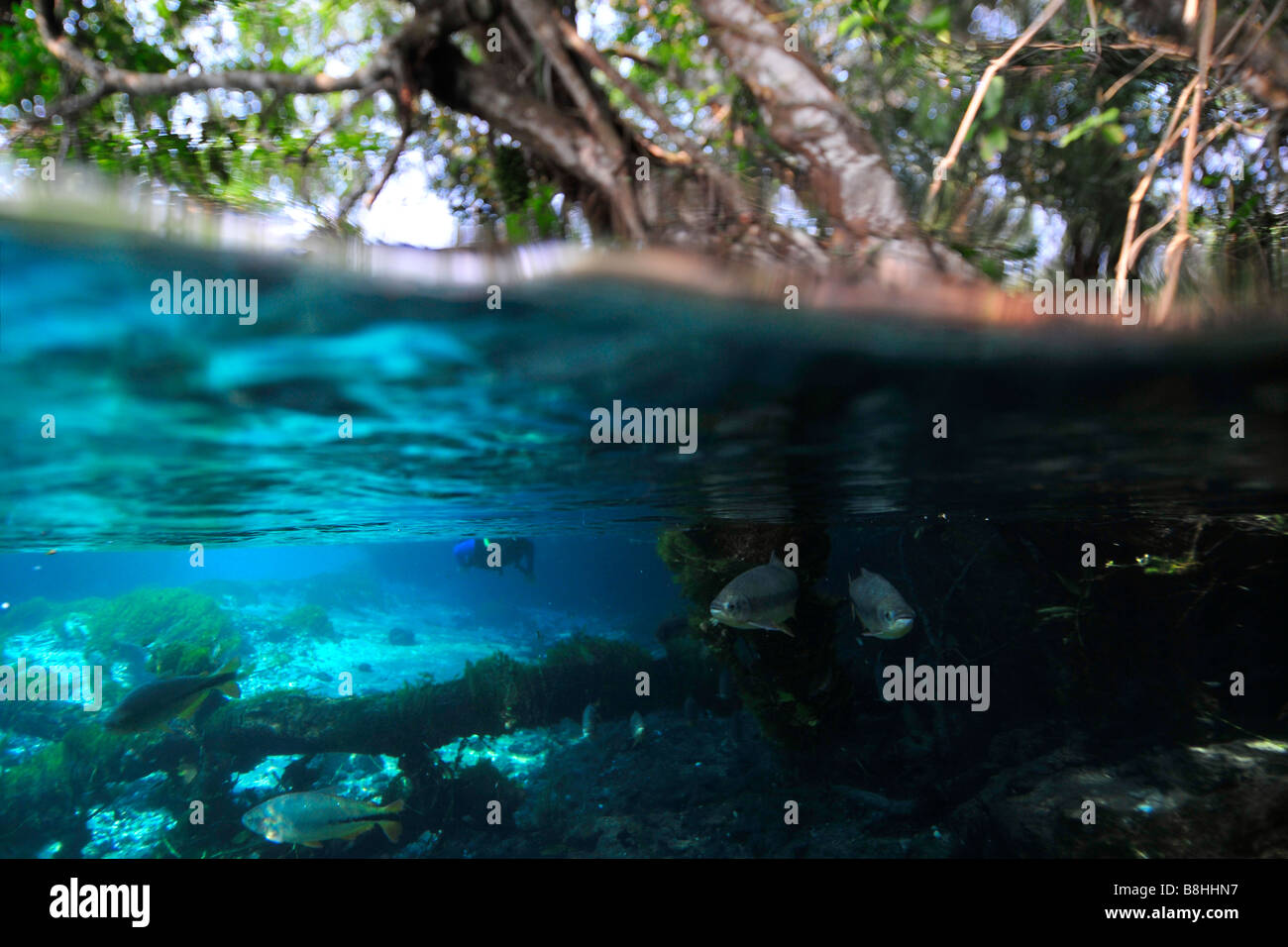 Underwater vegetation sucuri river bonito -Fotos und -Bildmaterial in hoher Auflösung – Alamy