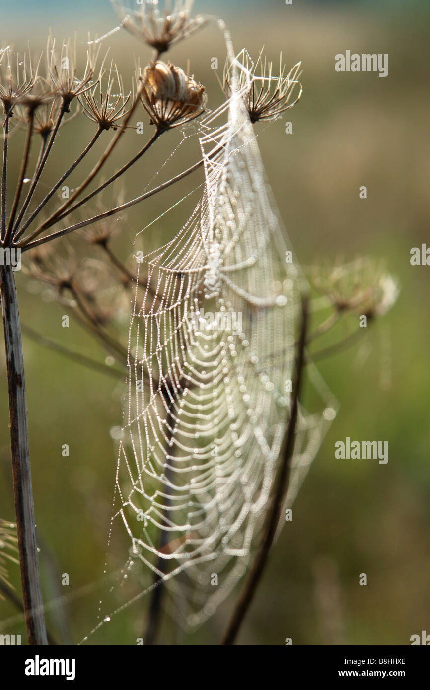Spinnen bild -Fotos und -Bildmaterial in hoher Auflösung – Alamy
