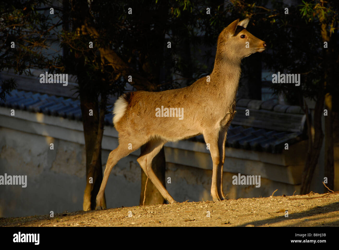 Nara temple -Fotos und -Bildmaterial in hoher Auflösung – Alamy