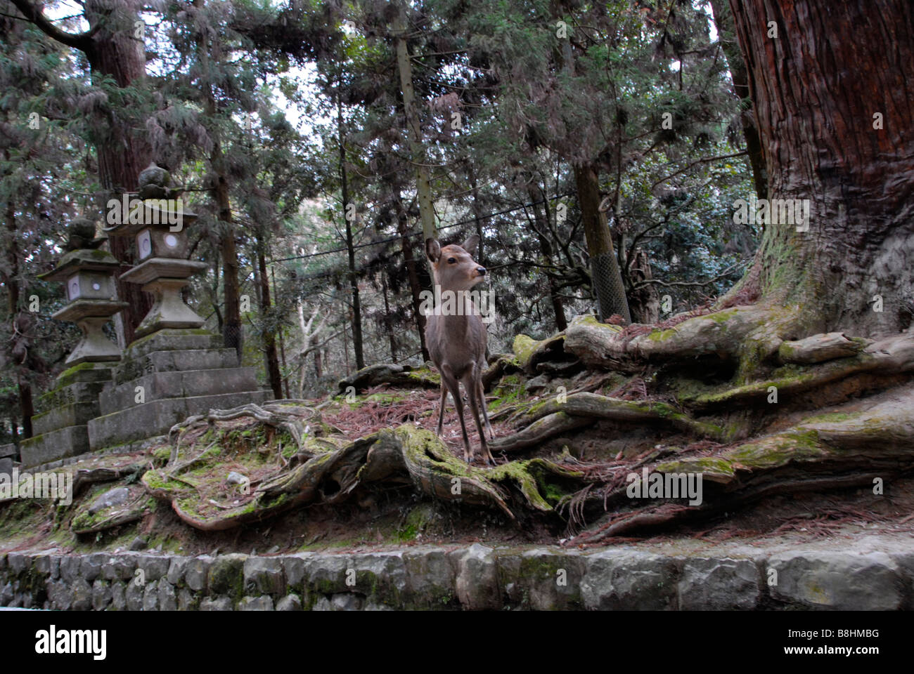 Nara temple -Fotos und -Bildmaterial in hoher Auflösung – Alamy