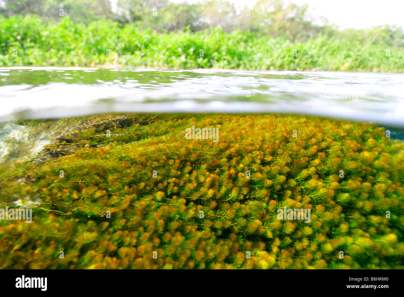 Fluss chara -Fotos und -Bildmaterial in hoher Auflösung – Alamy