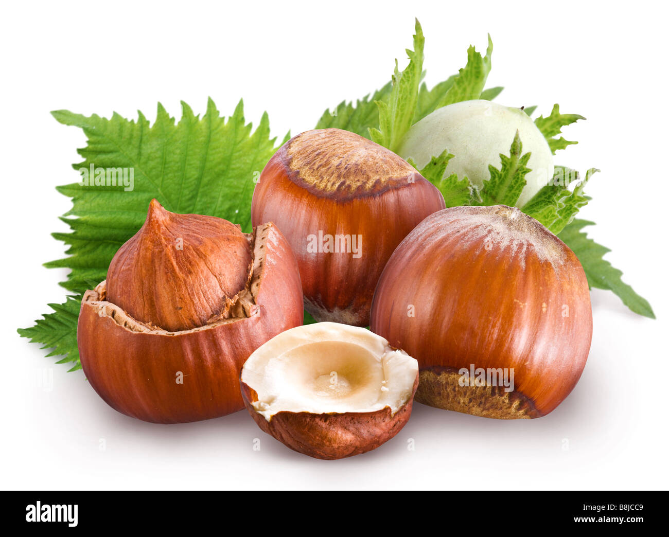 Der Haselnuss Stockfotos und -bilder Kaufen - Alamy