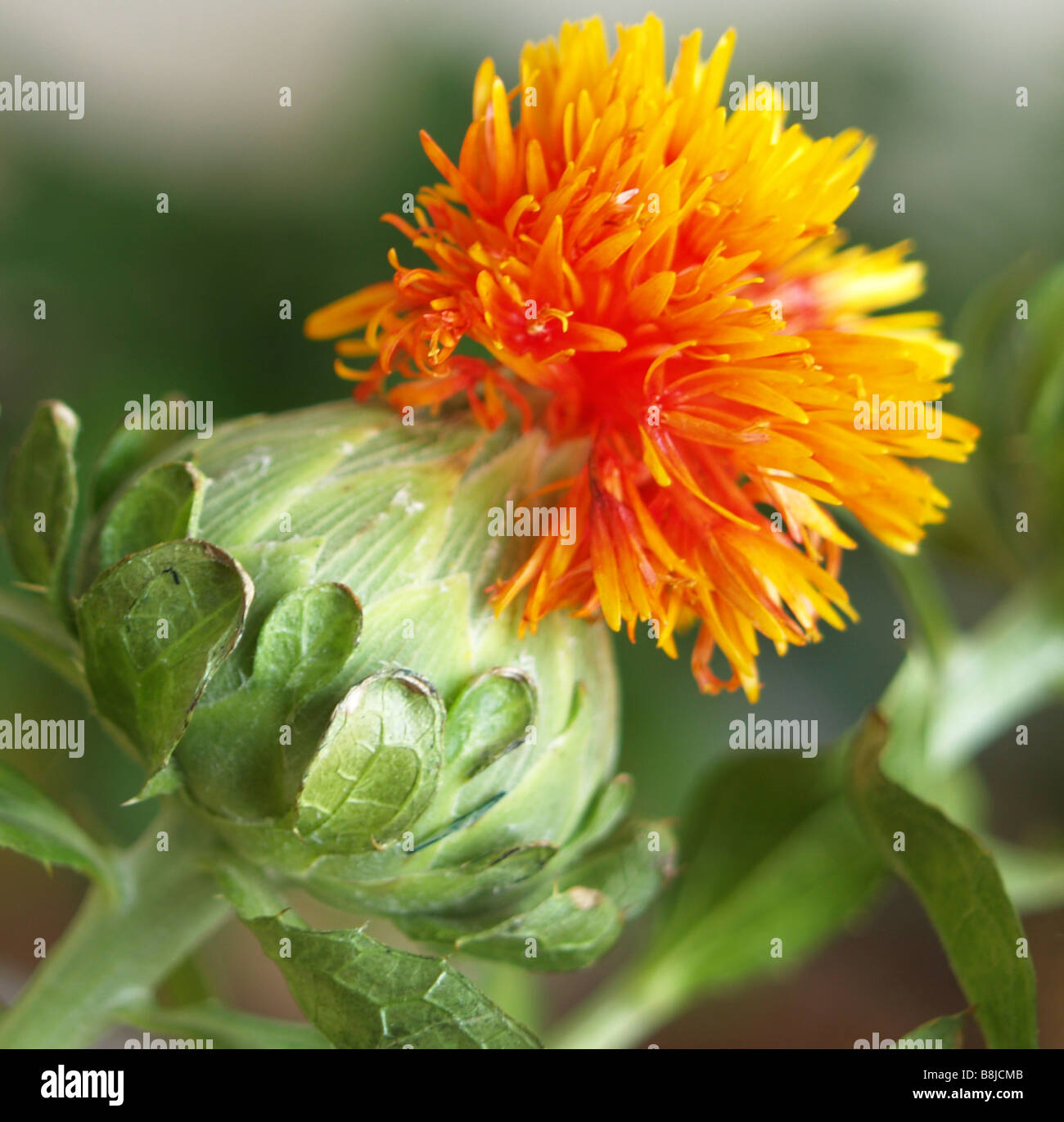 Nahaufnahme von einem orange Saflor Distel wie Blütenkopf ...
