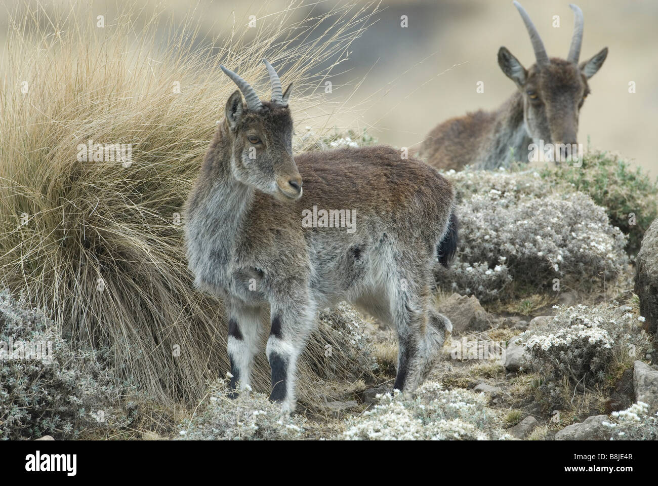 Walia steinbock capra walie -Fotos und -Bildmaterial in hoher Auflösung ...
