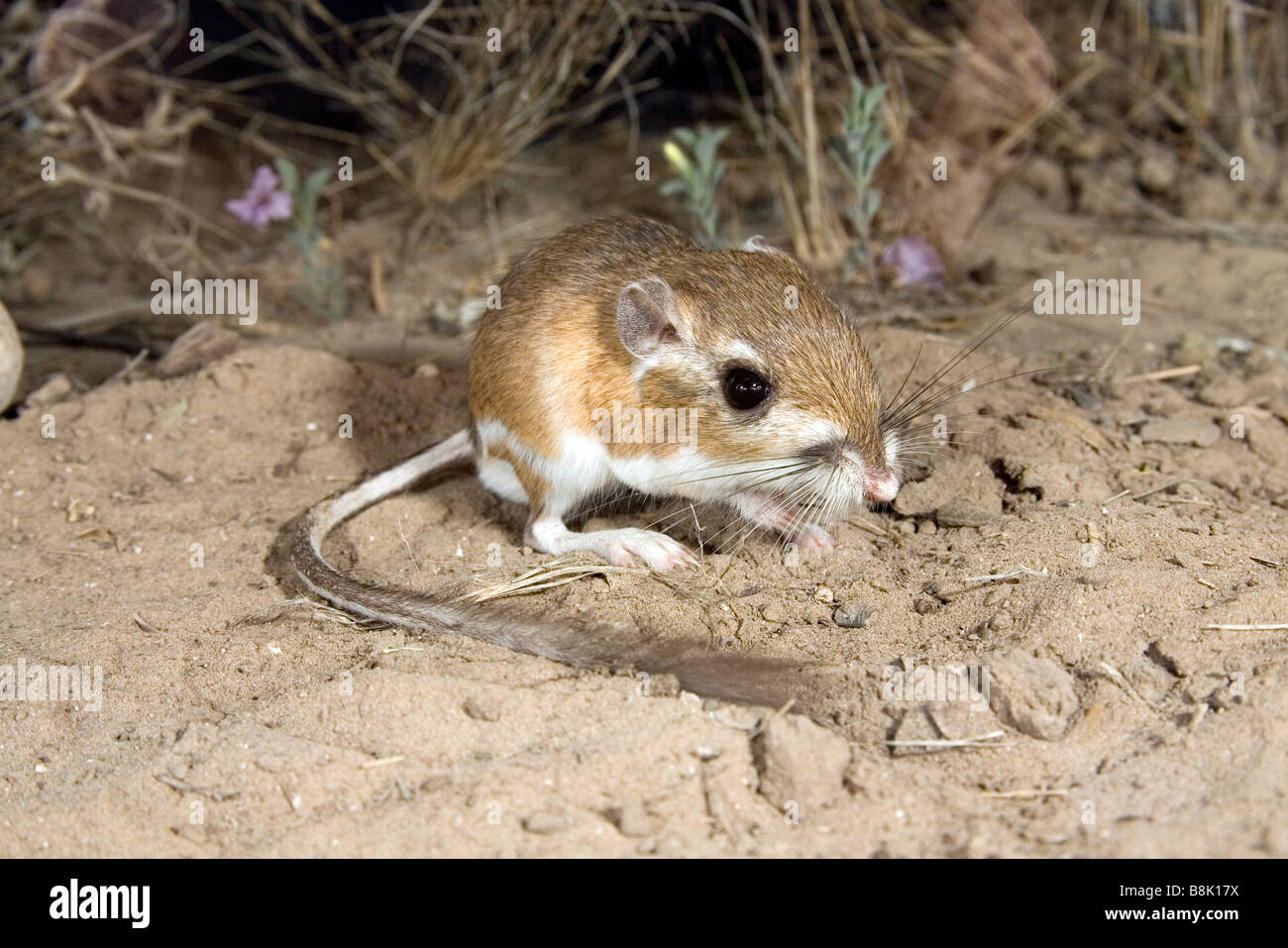 Kangaroo rat Stockfotos und -bilder Kaufen - Alamy