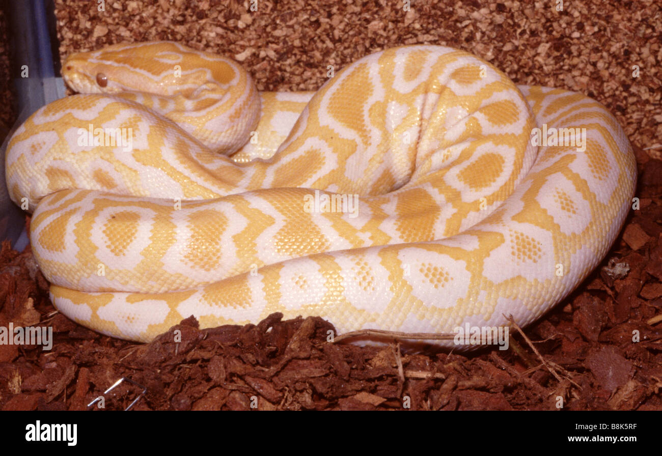 Afrikanische pythons -Fotos und -Bildmaterial in hoher Auflösung – Alamy