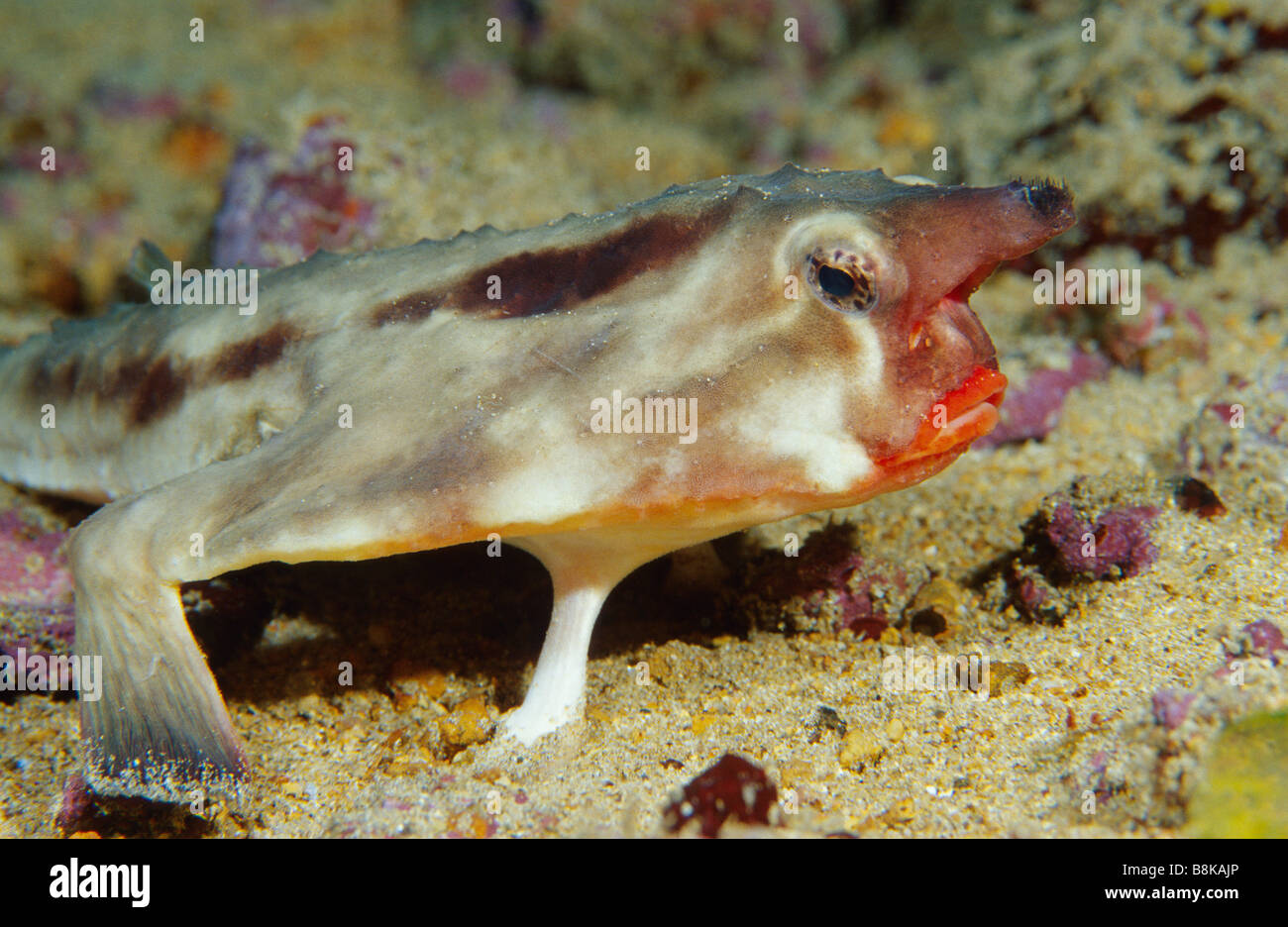 Ogcocephalus Darwini rote Lippen Seefledermaus Stockfotografie - Alamy