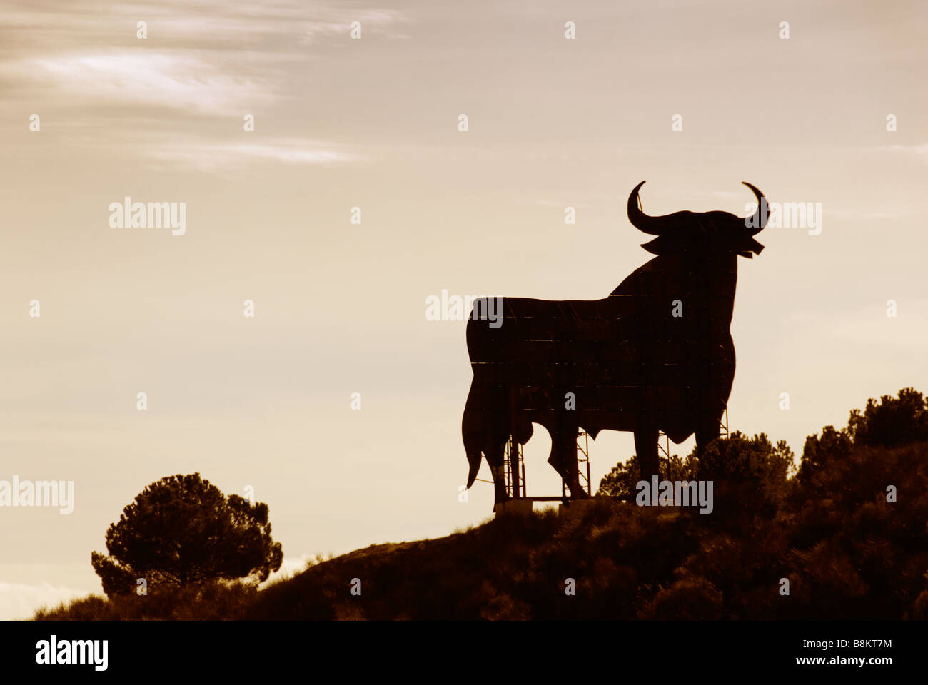 Osborne stier -Fotos und -Bildmaterial in hoher Auflösung – Alamy