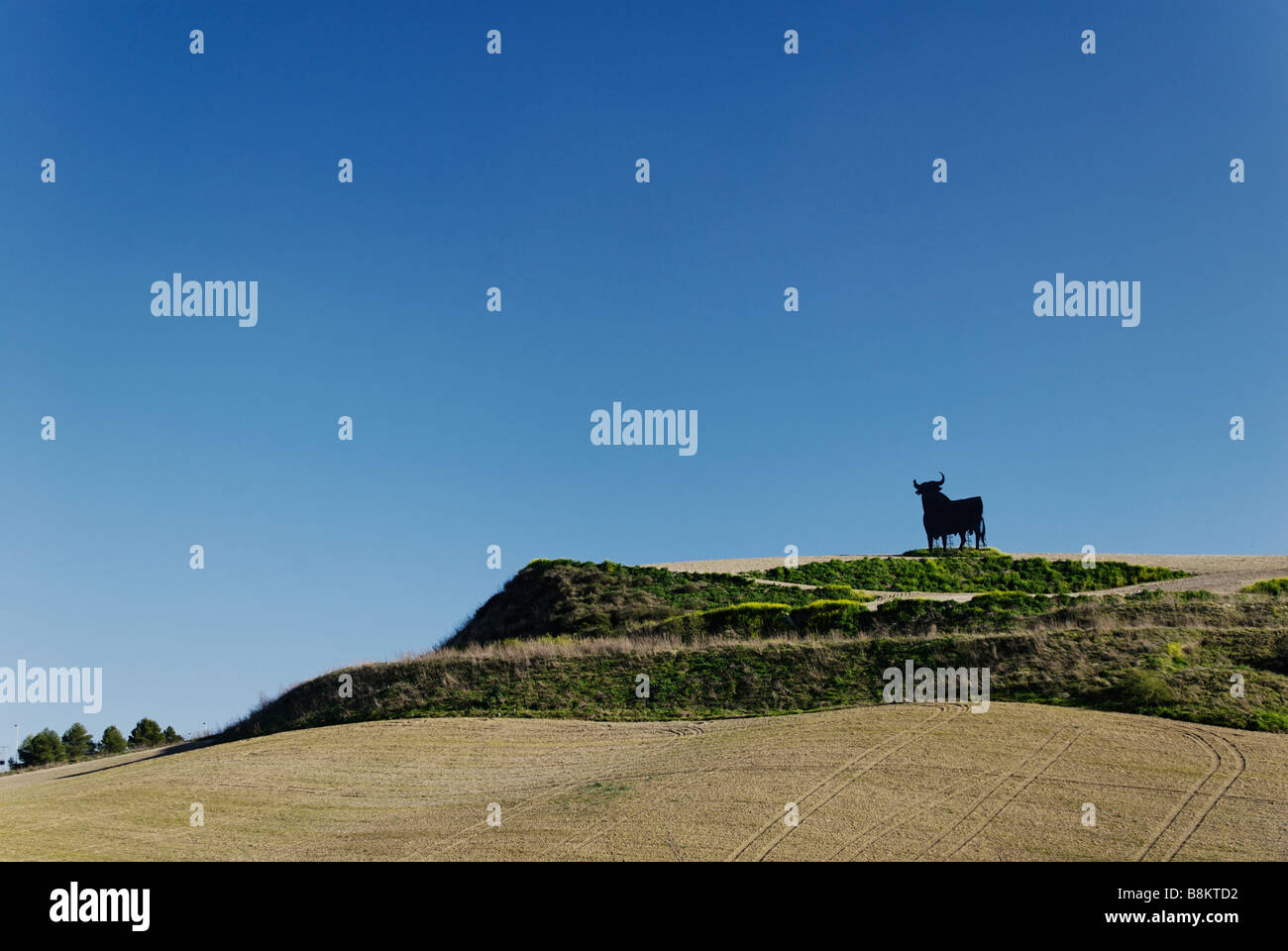 Osborne stier -Fotos und -Bildmaterial in hoher Auflösung – Alamy