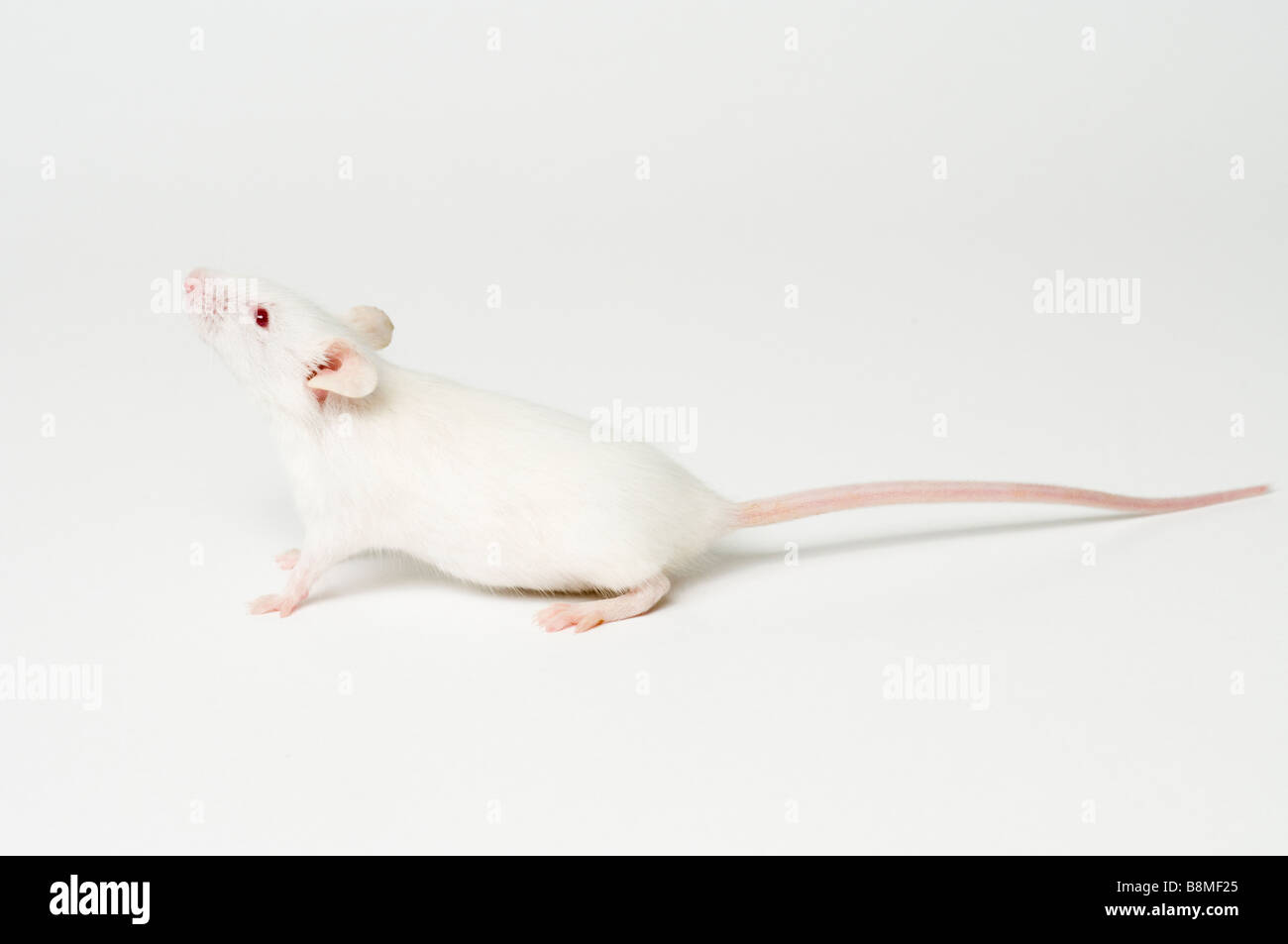 Lab mice -Fotos und -Bildmaterial in hoher Auflösung – Alamy