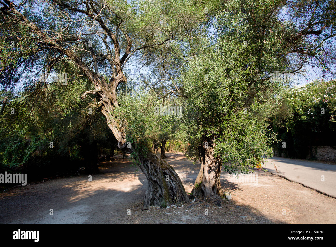 Alter Olivenbaum in Korfu Stockfotografie - Alamy