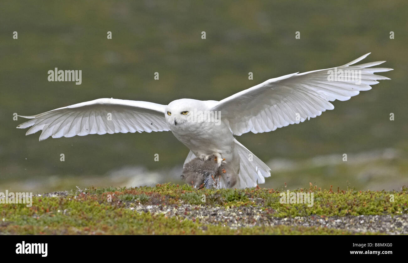 Snowy owl on arctic tundra -Fotos und -Bildmaterial in hoher Auflösung ...