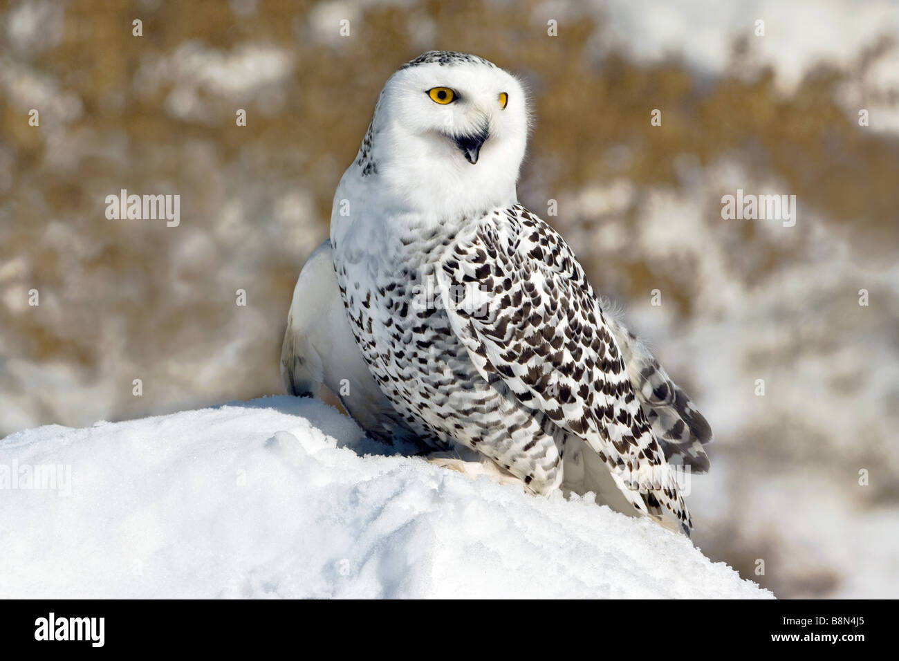 Tundra bubo -Fotos und -Bildmaterial in hoher Auflösung – Alamy