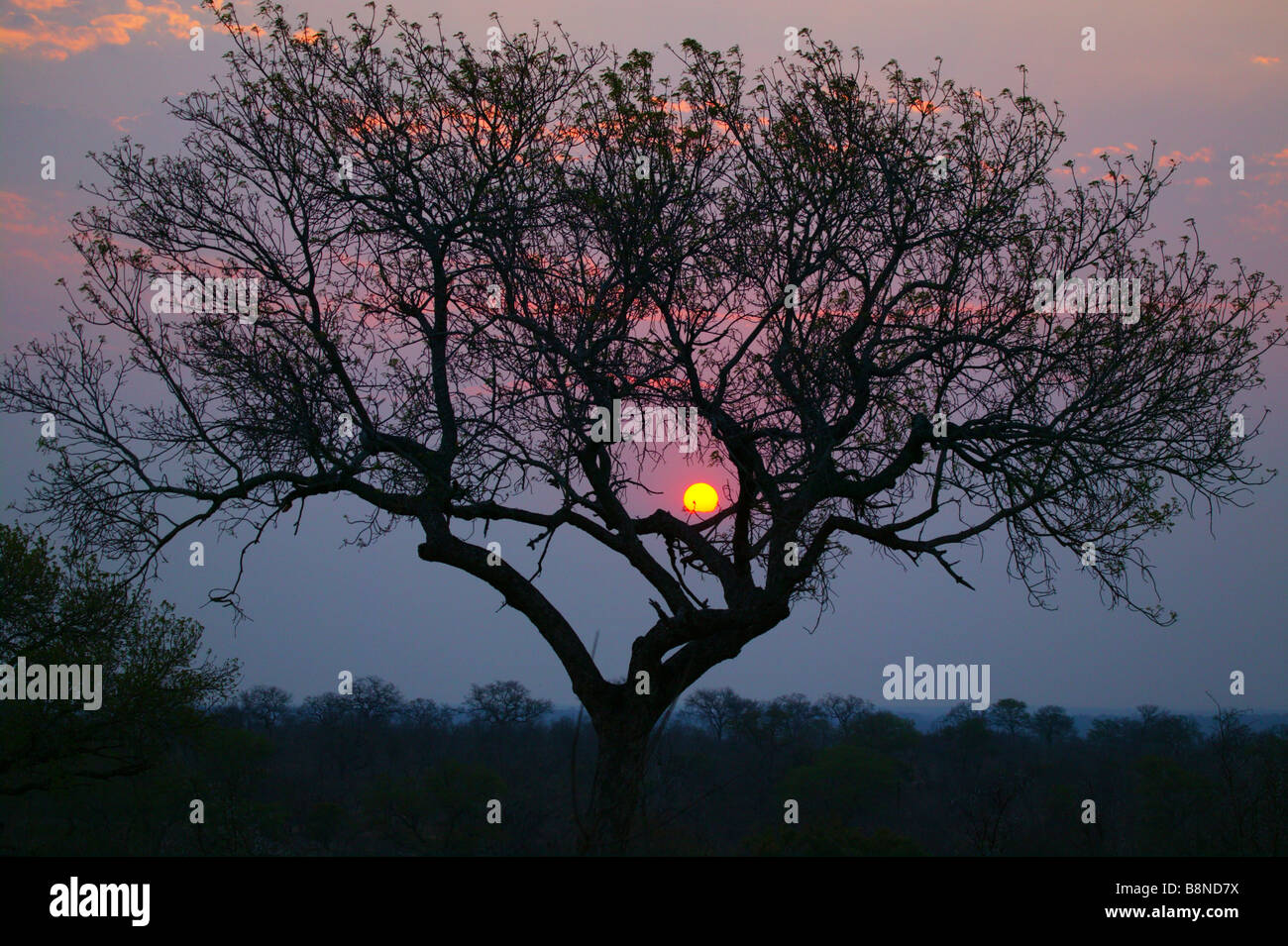 Silhouette der Marula-Baum bei Sonnenuntergang Stockfotografie - Alamy