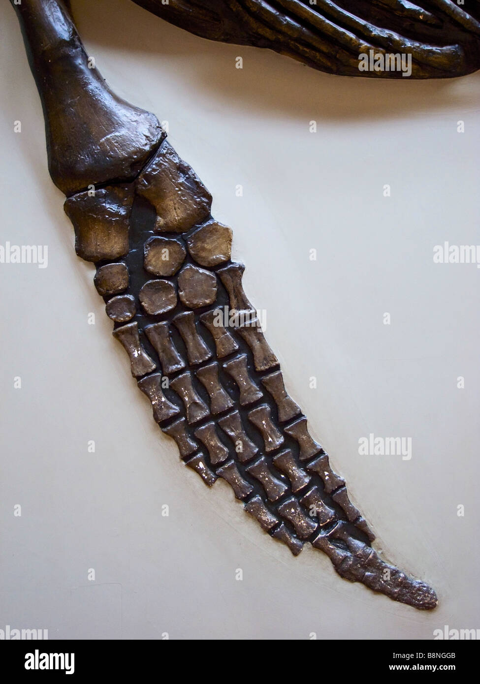 Rhomaleosaurus cramptoni -Fotos und -Bildmaterial in hoher Auflösung ...
