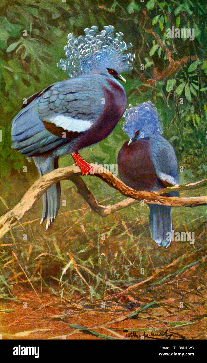 Victoria taube -Fotos und -Bildmaterial in hoher Auflösung – Alamy