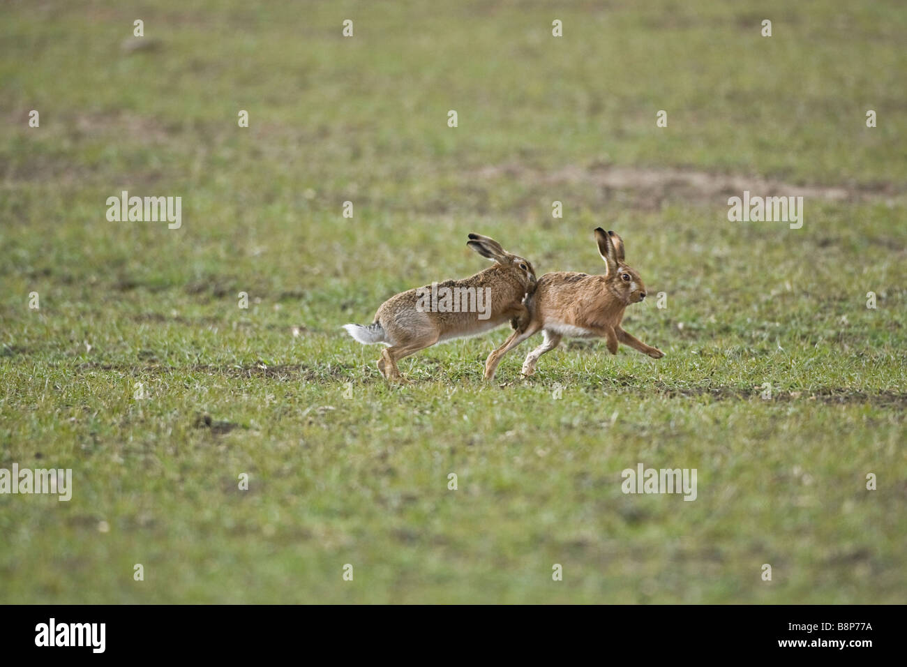 Springender Hase Stockfotos und -bilder Kaufen - Alamy