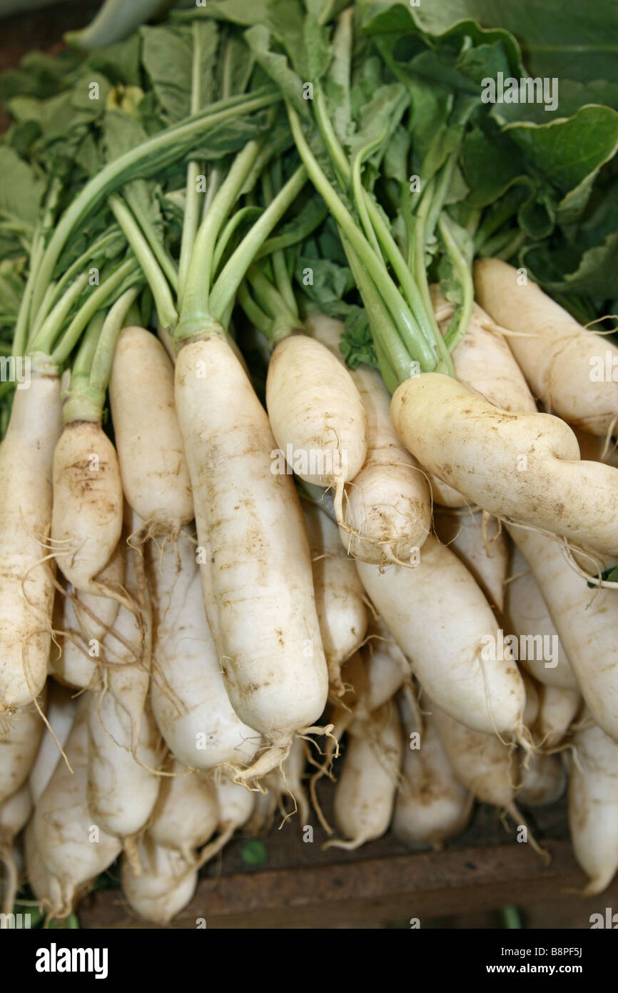 White radish raphanus sativus -Fotos und -Bildmaterial in hoher ...