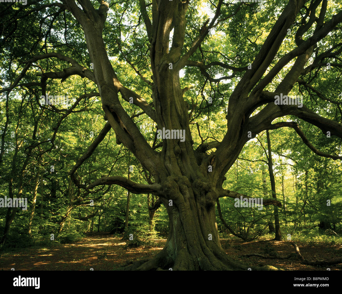 Frithsden wald -Fotos und -Bildmaterial in hoher Auflösung – Alamy
