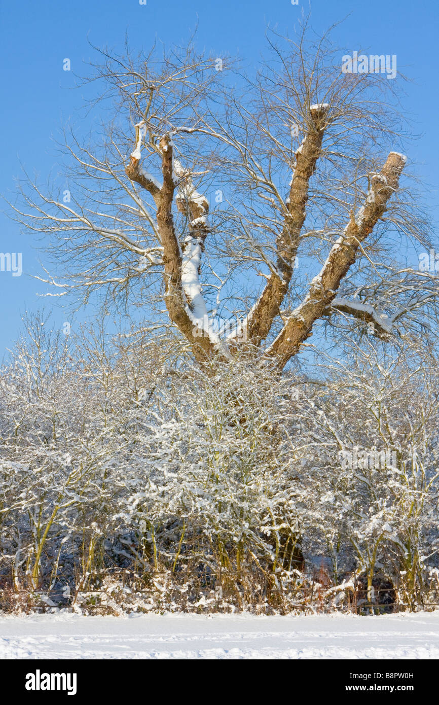 Großer laubbaum -Fotos und -Bildmaterial in hoher Auflösung – Alamy