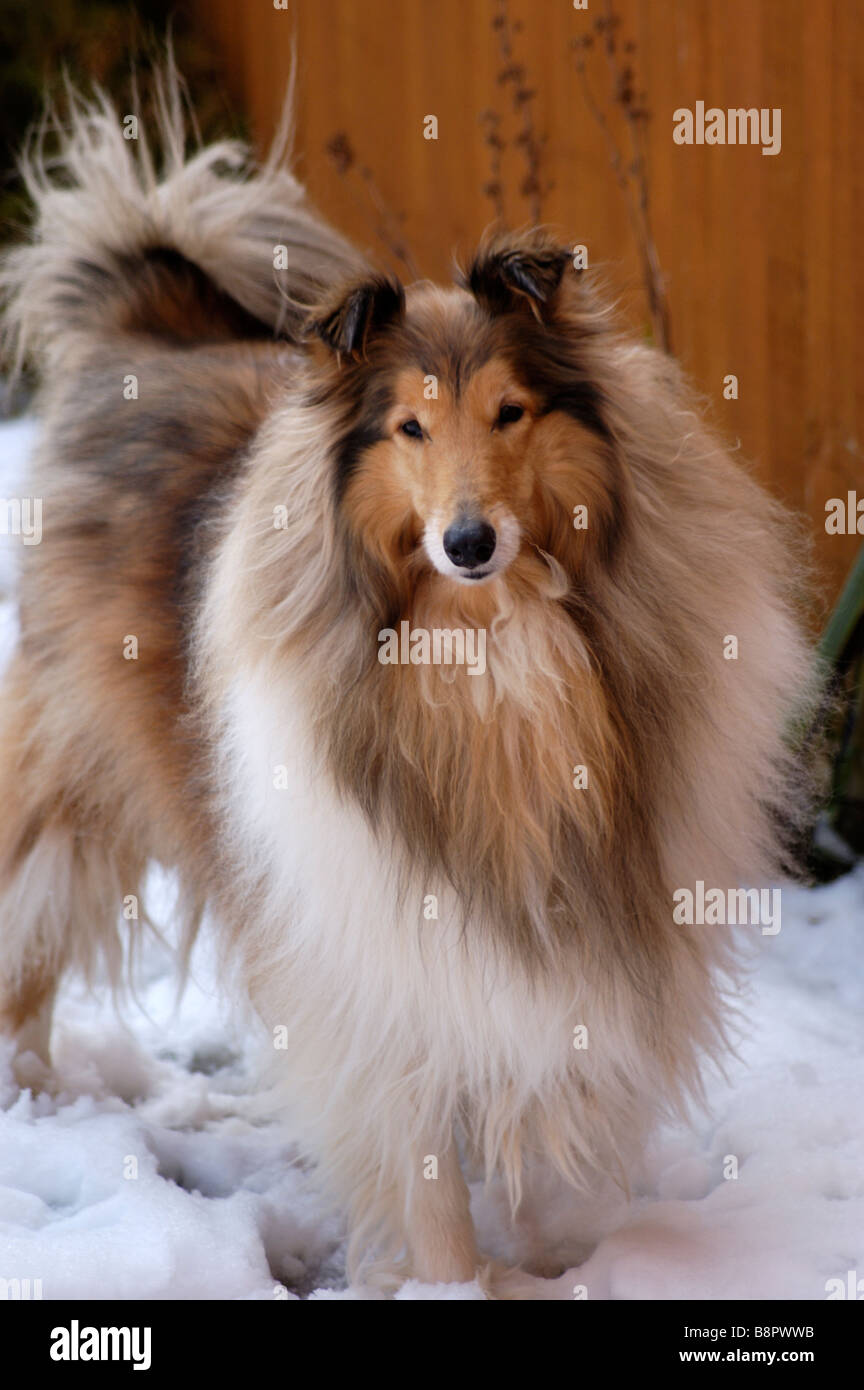 Lassie Collie Stockfotos und -bilder Kaufen - Alamy