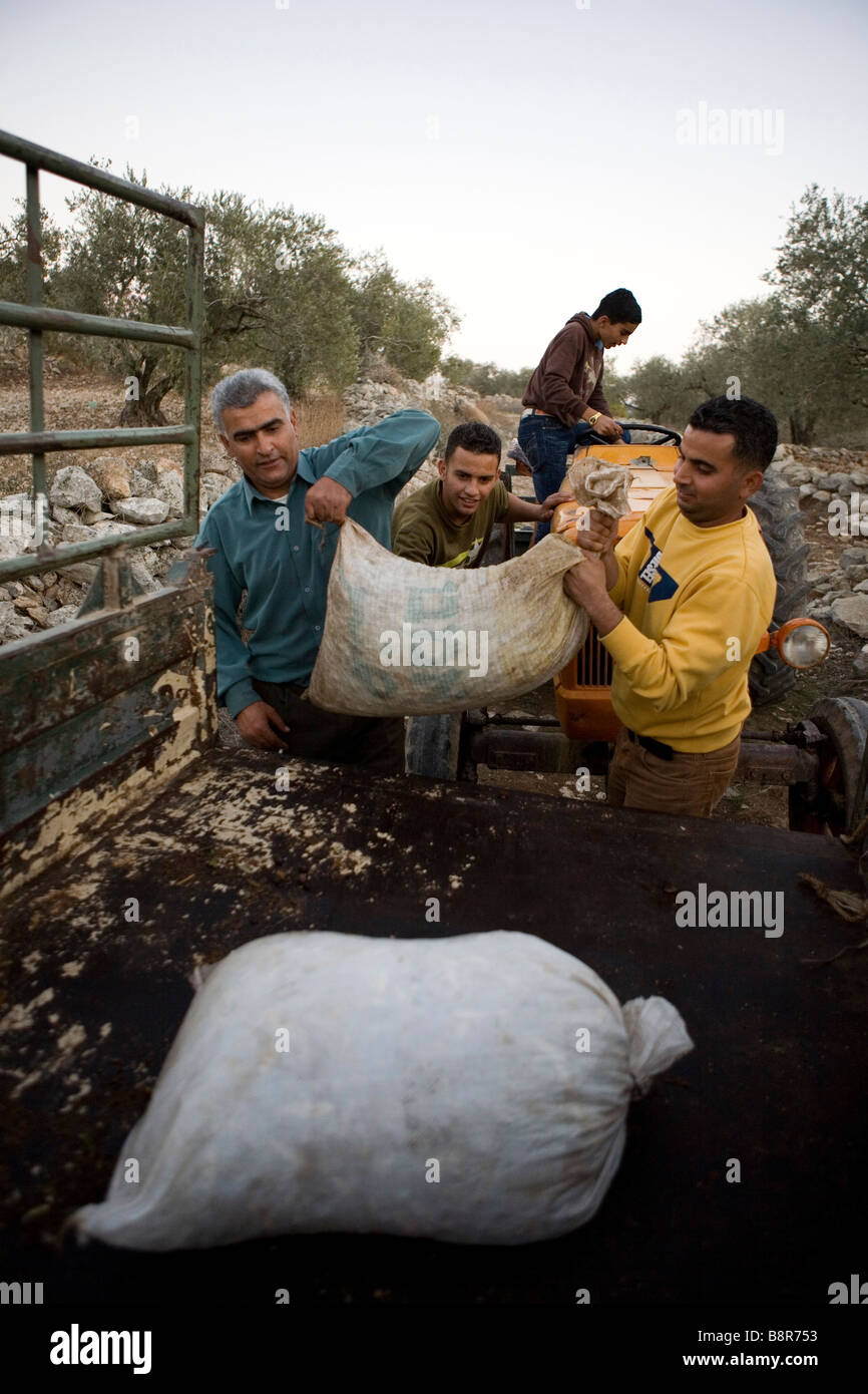 Palaestina olivenhain -Fotos und -Bildmaterial in hoher Auflösung – Alamy