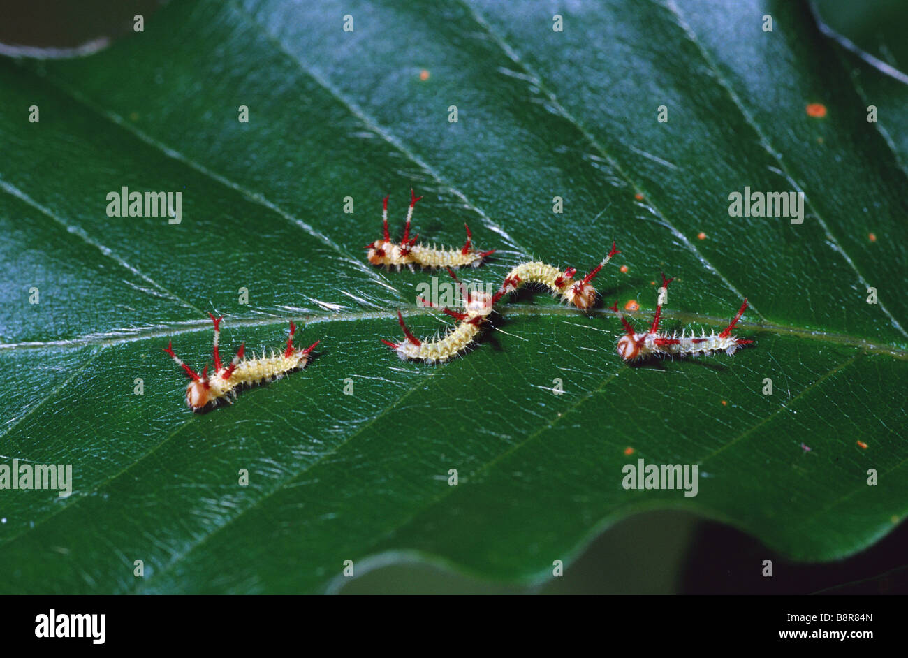 Winzige raupen -Fotos und -Bildmaterial in hoher Auflösung – Alamy