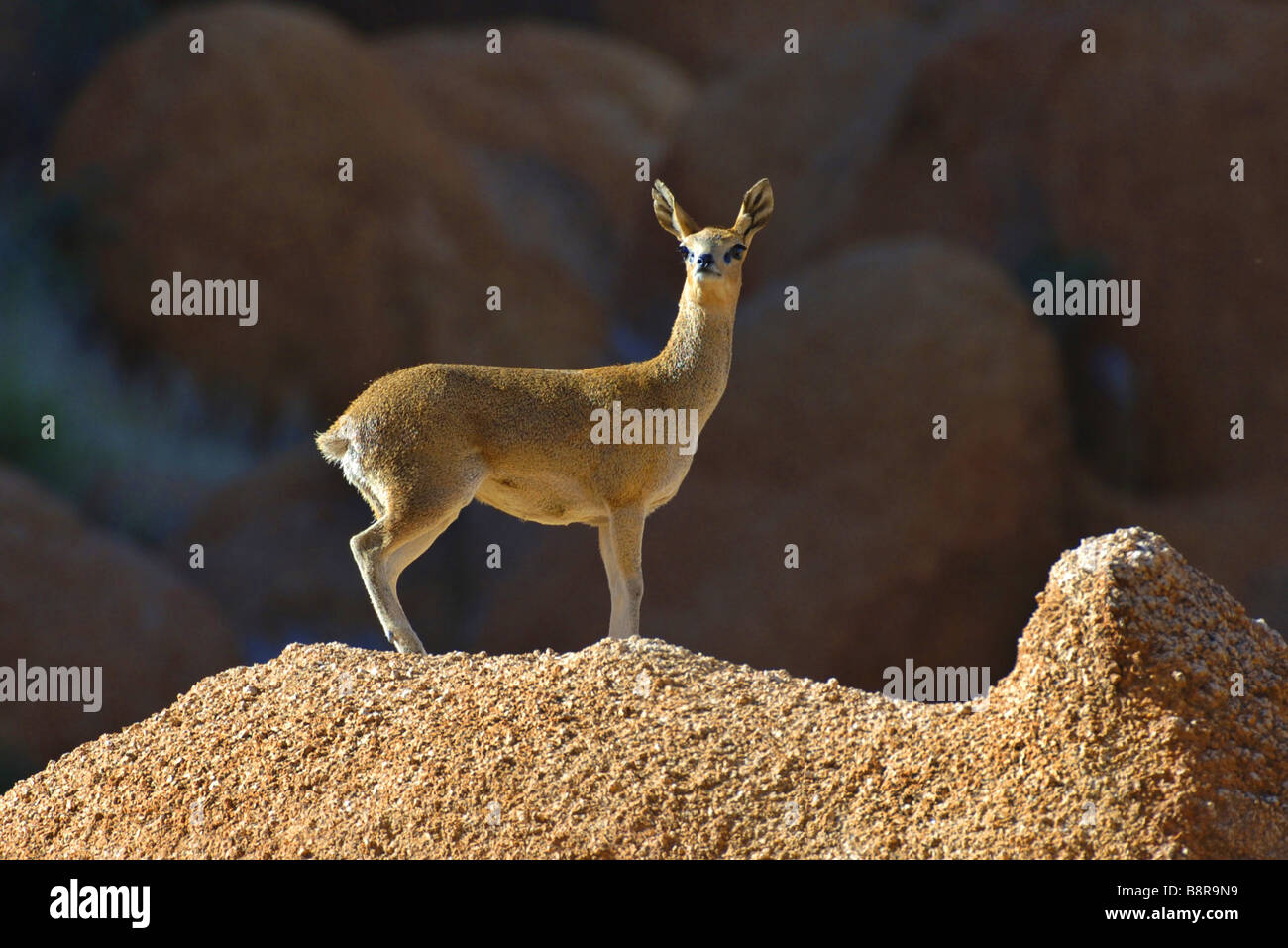 Klippspringer oreotragus oreotragus -Fotos und -Bildmaterial in hoher ...