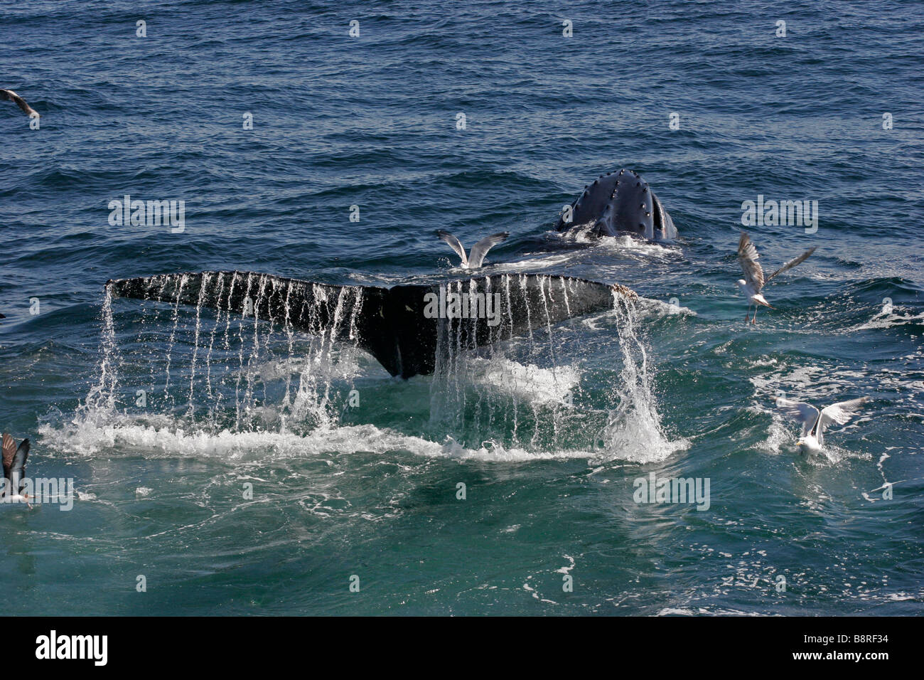 Buckelwal Fluke hebt Wal wölbte Rücken Heck oberhalb der ...