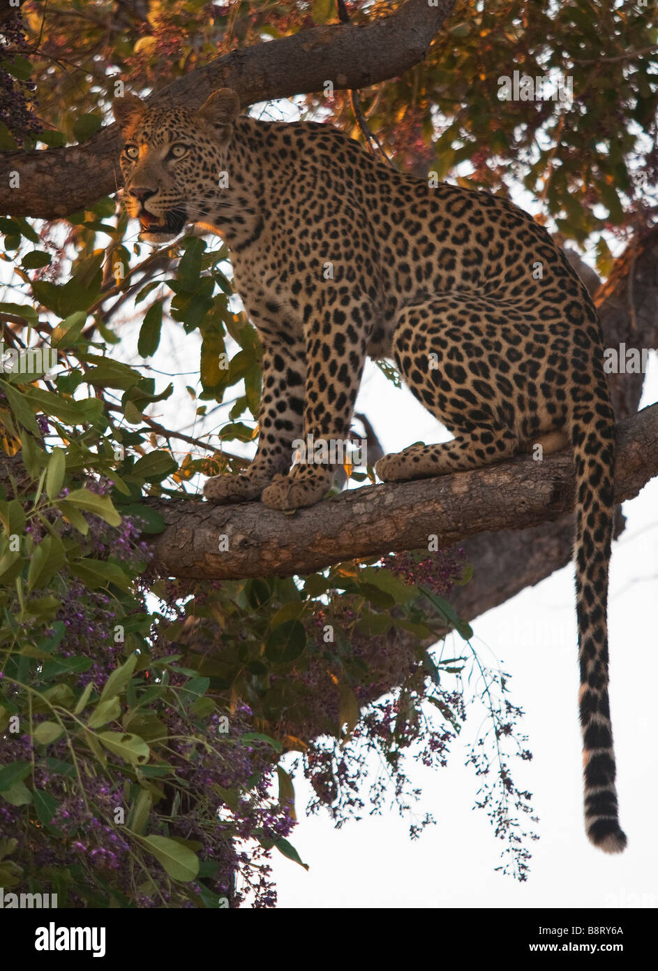 Leopard in tree -Fotos und -Bildmaterial in hoher Auflösung – Alamy