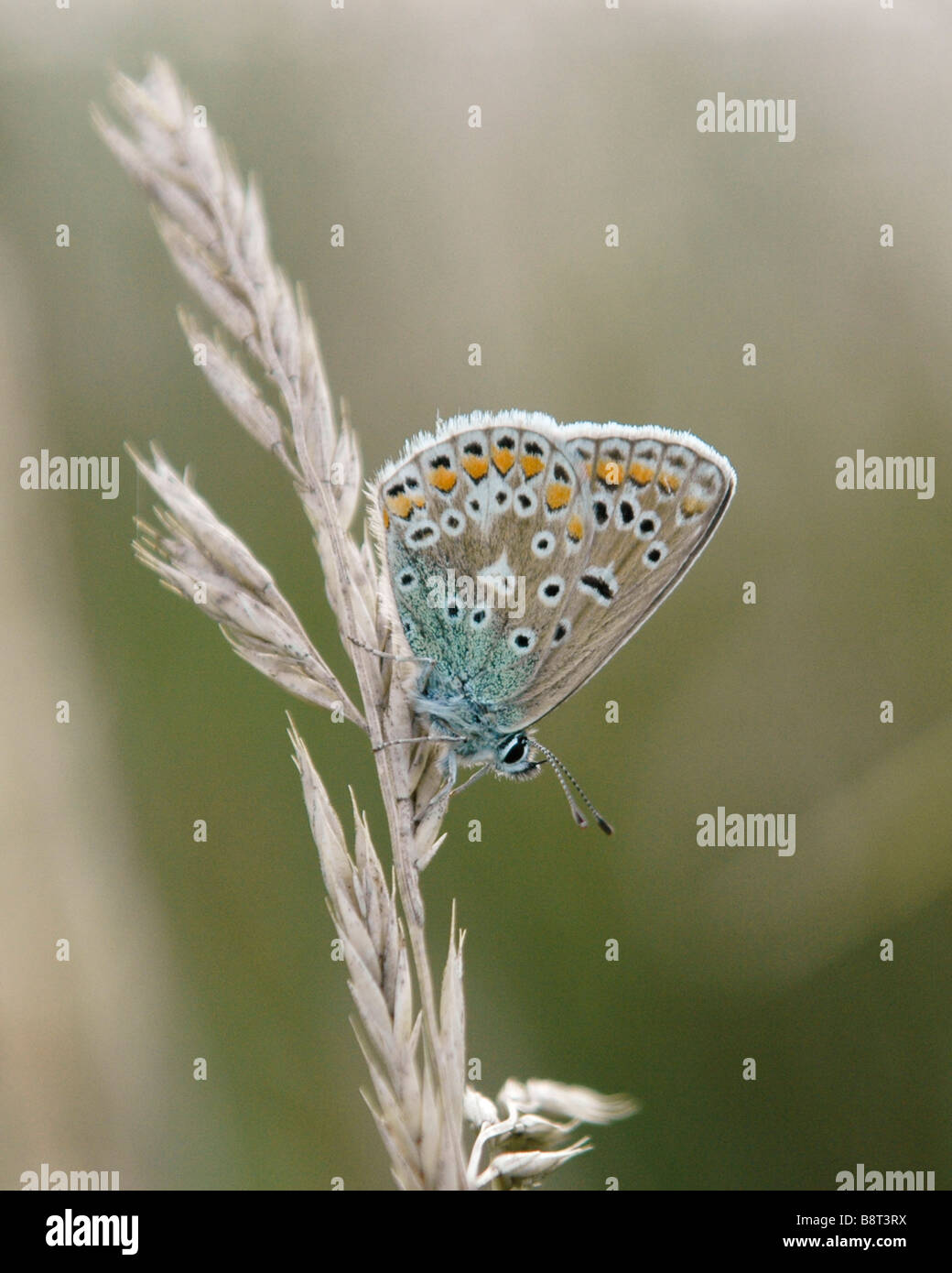 Papilio ikarus -Fotos und -Bildmaterial in hoher Auflösung – Alamy