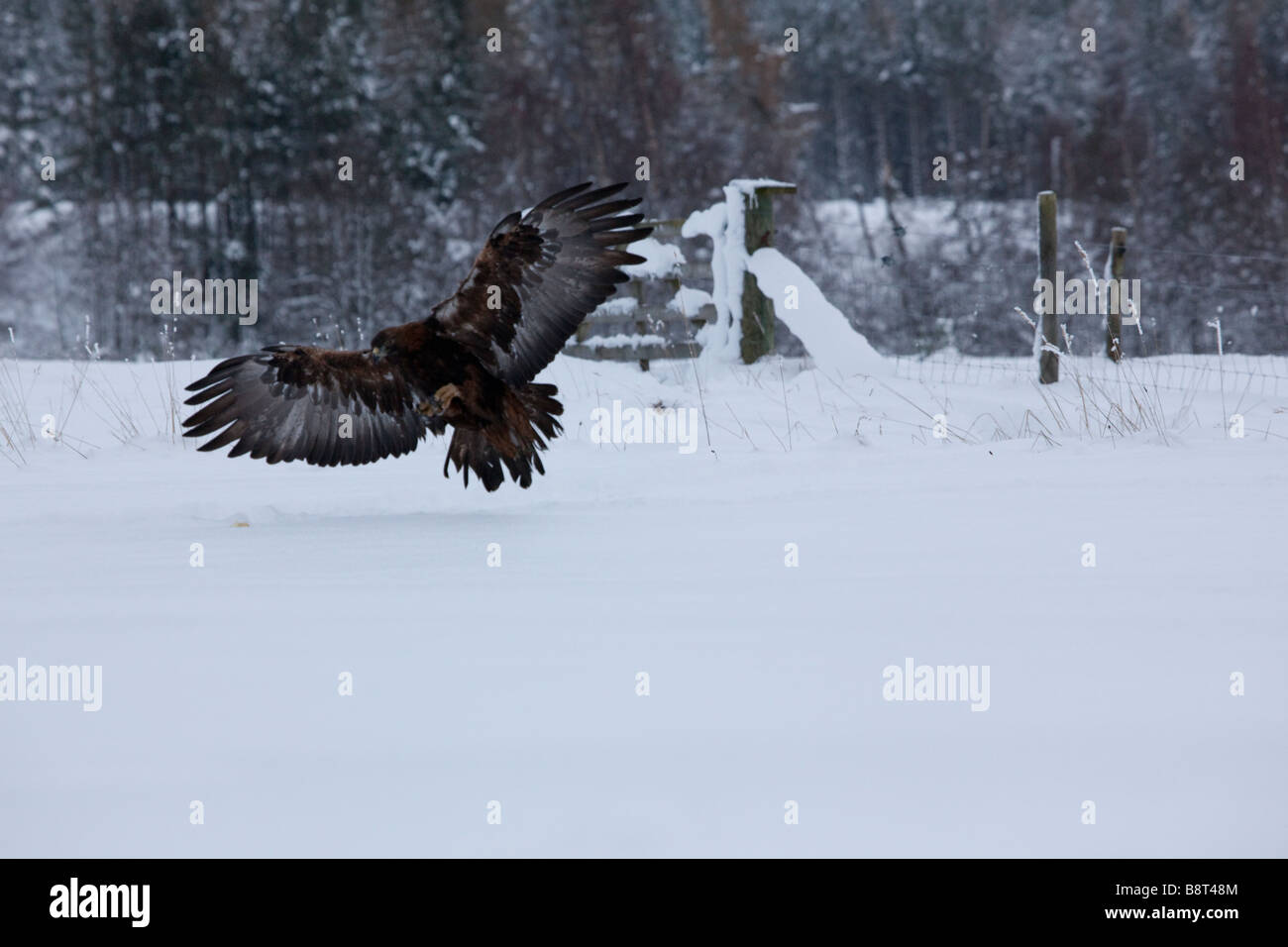 Golden eagle landing in snow -Fotos und -Bildmaterial in hoher ...