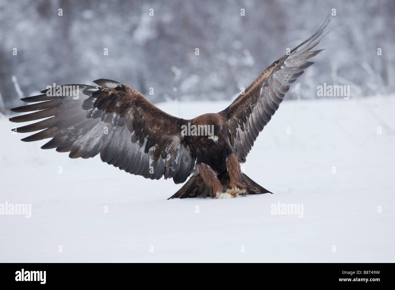Golden eagle landing in snow -Fotos und -Bildmaterial in hoher ...