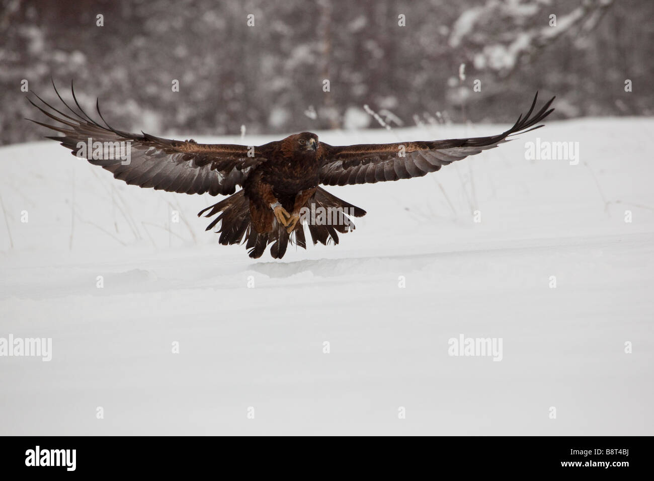 Golden eagle landing in snow -Fotos und -Bildmaterial in hoher ...